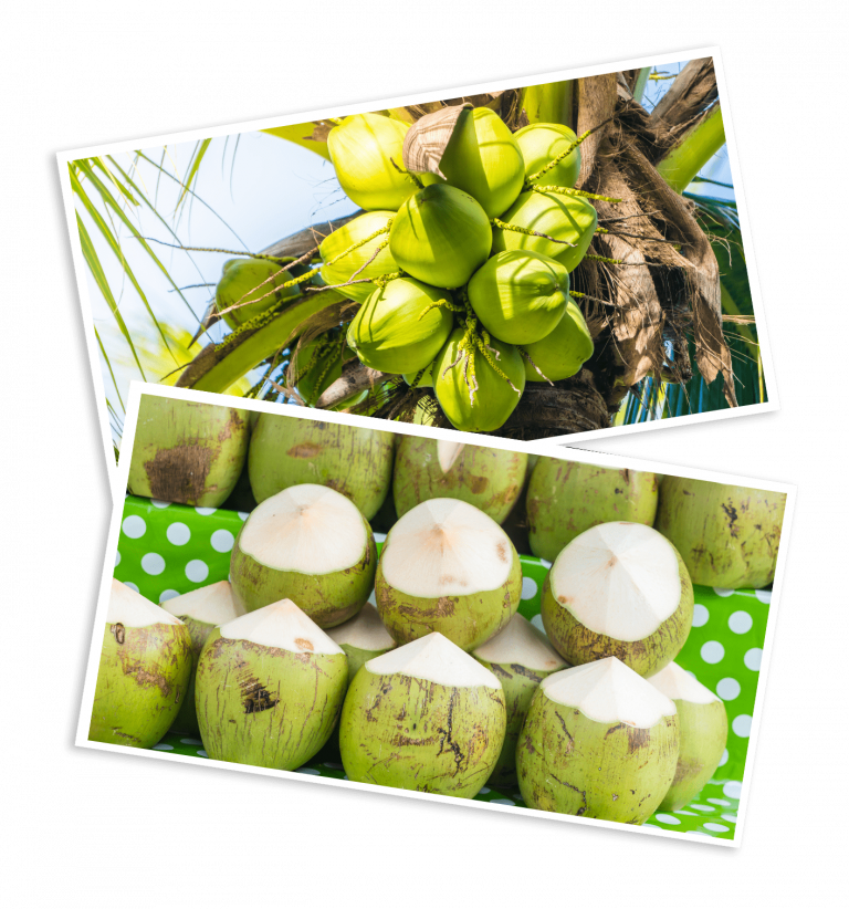 Coconuts Singapore | Fresh Coconut Supplier - T&L Coconut